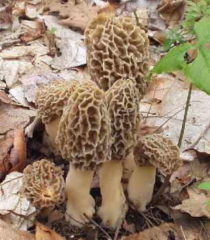 Sherezzah's Not-Middle-Eastern Postys - Mushrooms